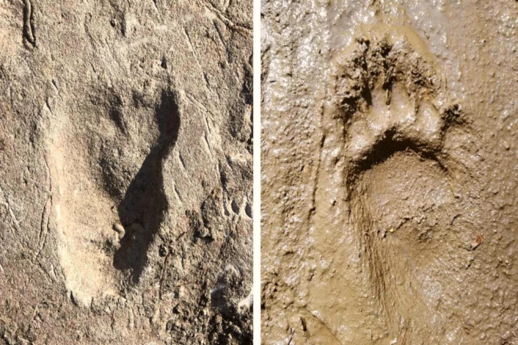 The Oldest Human Footprint